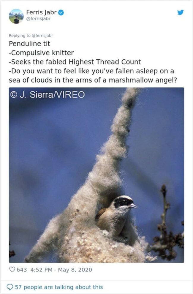 Read This Guy's Funny Reviews Of Bird Nests, You Won’t Egret It(19 Pics)