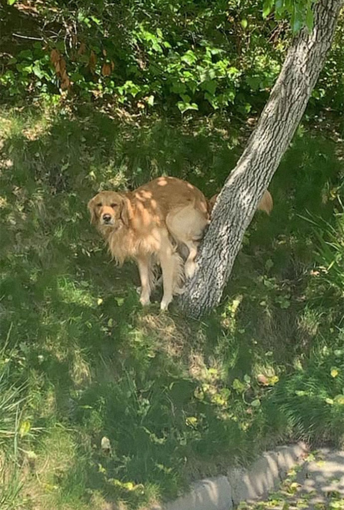 Dogs Poop In Weird Positions Because Dogs Are Just Like That