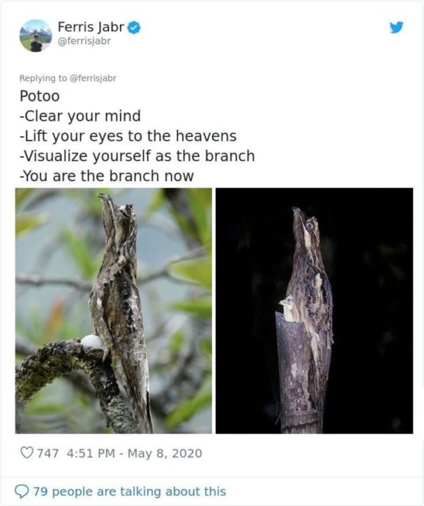 Read This Guy's Funny Reviews Of Bird Nests, You Won’t Egret It(19 Pics)