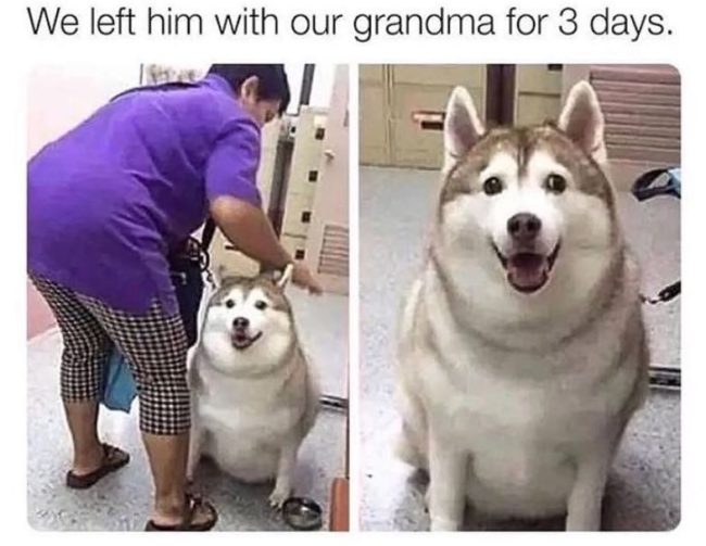 Grandma Memes For The Most Wholesome Ladies On Earth