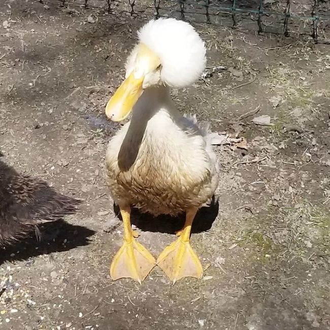 Ducks In Wigs Looking Like 16th Century Aristocrats