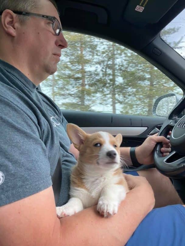 Disapproving Corgis Silently Judging You With Their Eyes
