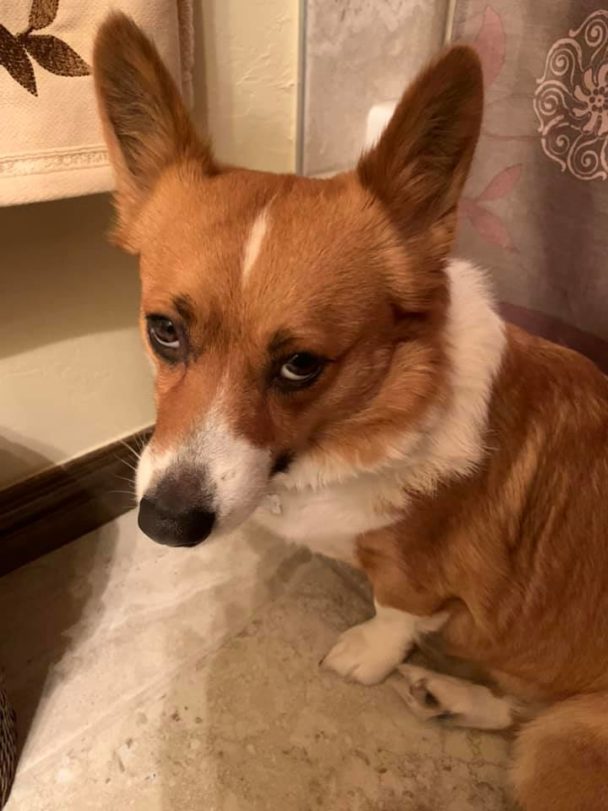 Disapproving Corgis Silently Judging You With Their Eyes