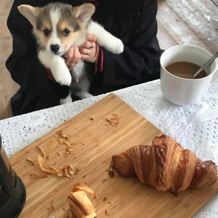 Disapproving Corgis Silently Judging You With Their Eyes