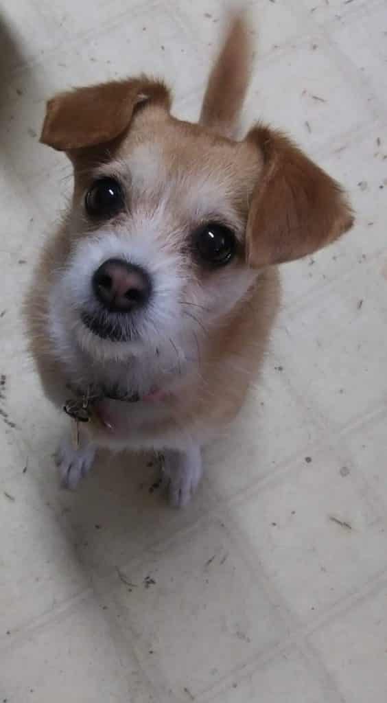 Cute Doggo Pics To Put Your Head In A Better Place (21 Pics)