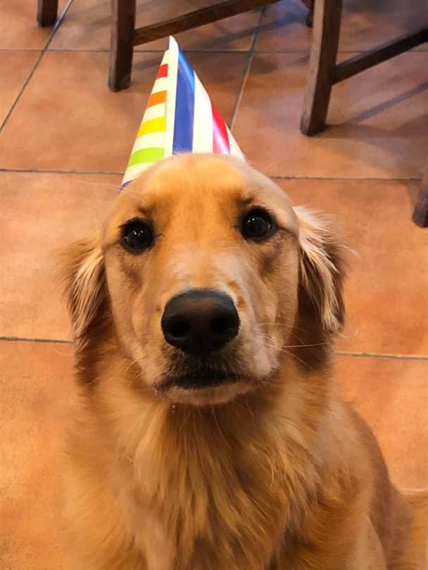 Cute Doggo Pics To Put Your Head In A Better Place (21 Pics)