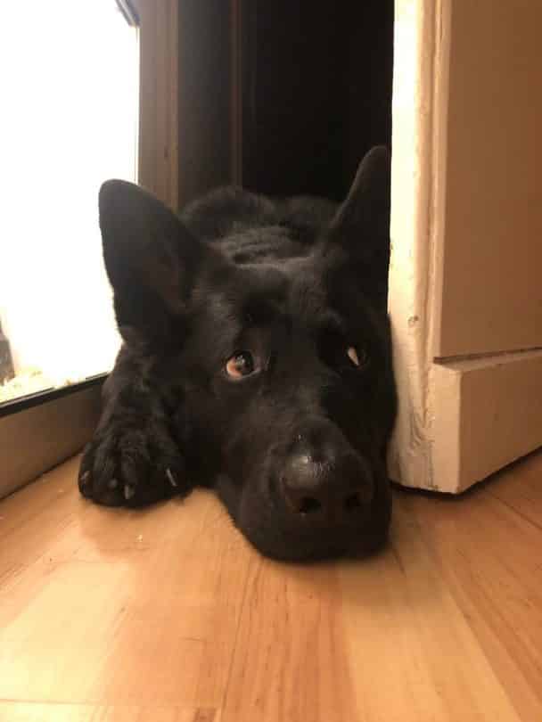 Cute Doggo Pics To Put Your Head In A Better Place (21 Pics)