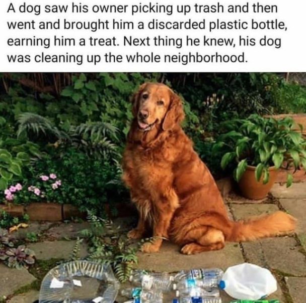 Wholesome Animal Memes To Brighten Your Day (20 Pics)