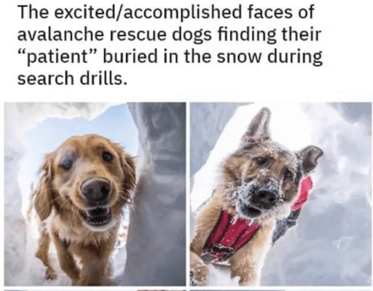 Wholesome Animal Memes To Brighten Your Day (20 Pics)