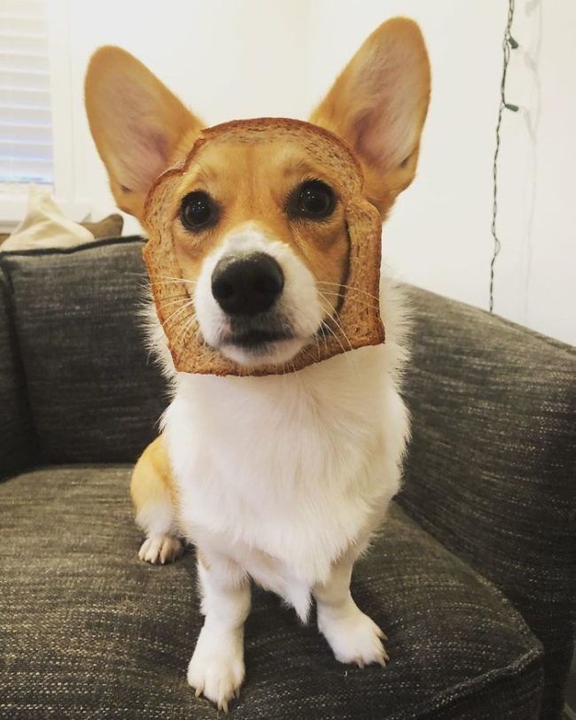 Animals Stuck In Bread, Because That's Where We're At In 2020
