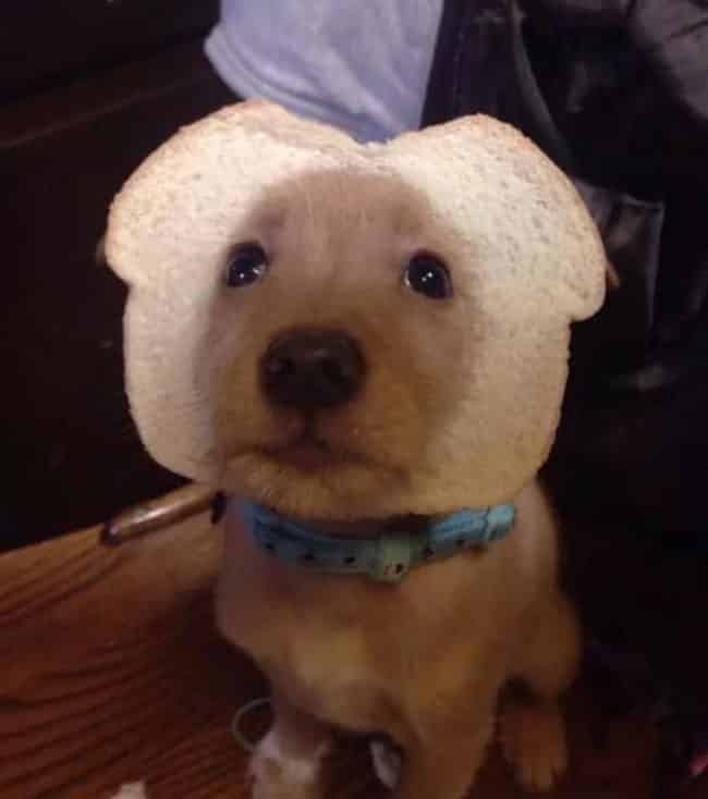 Animals Stuck In Bread, Because That's Where We're At In 2020