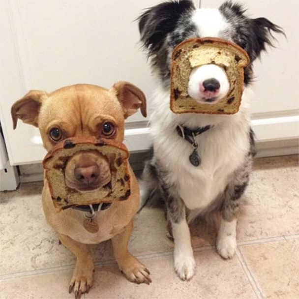 Animals Stuck In Bread, Because That's Where We're At In 2020