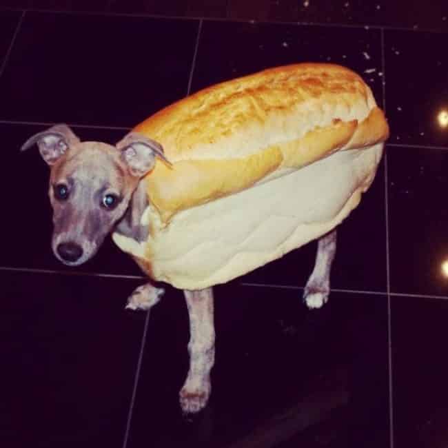 Animals Stuck In Bread, Because That's Where We're At In 2020