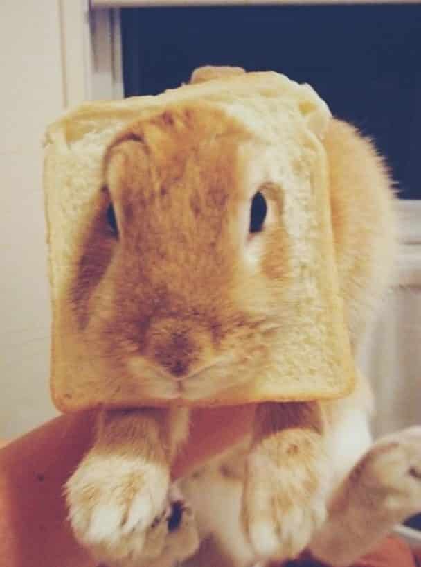 Animals Stuck In Bread, Because That's Where We're At In 2020