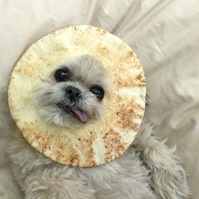 Animals Stuck In Bread, Because That's Where We're At In 2020