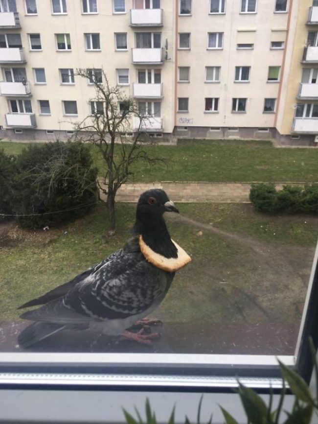 Animals Stuck In Bread, Because That's Where We're At In 2020
