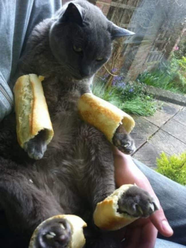 Animals Stuck In Bread, Because That's Where We're At In 2020