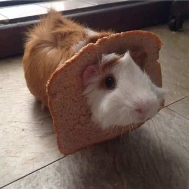 Animals Stuck In Bread, Because That's Where We're At In 2020