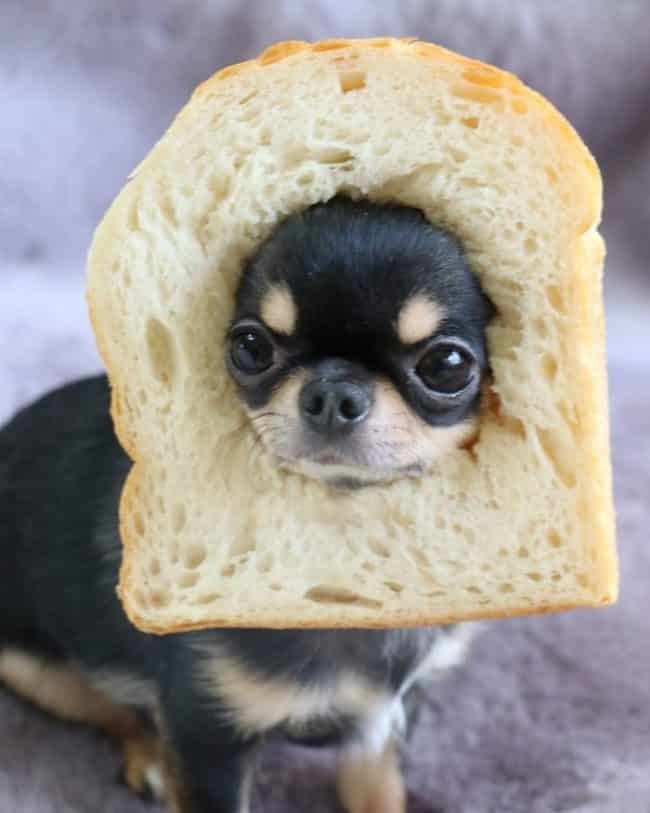 Animals Stuck In Bread, Because That's Where We're At In 2020