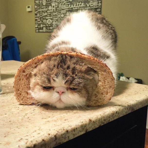 Animals Stuck In Bread, Because That's Where We're At In 2020