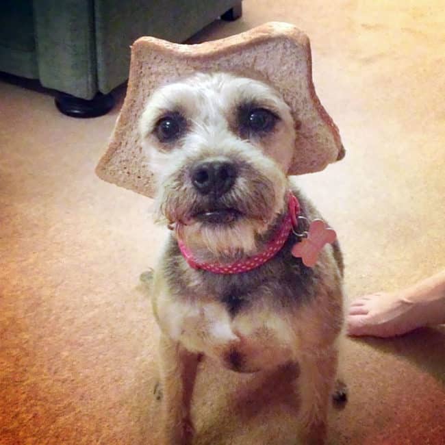 Animals Stuck In Bread, Because That's Where We're At In 2020