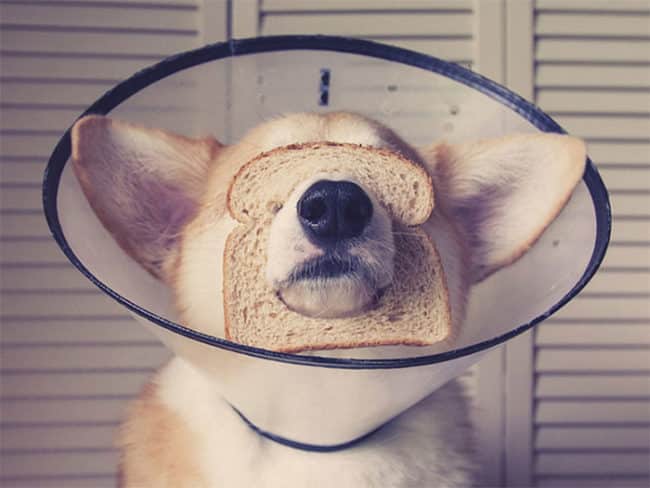 Animals Stuck In Bread, Because That's Where We're At In 2020