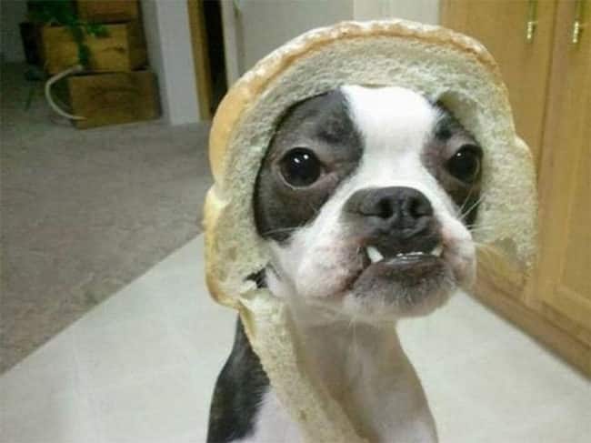 Animals Stuck In Bread, Because That's Where We're At In 2020