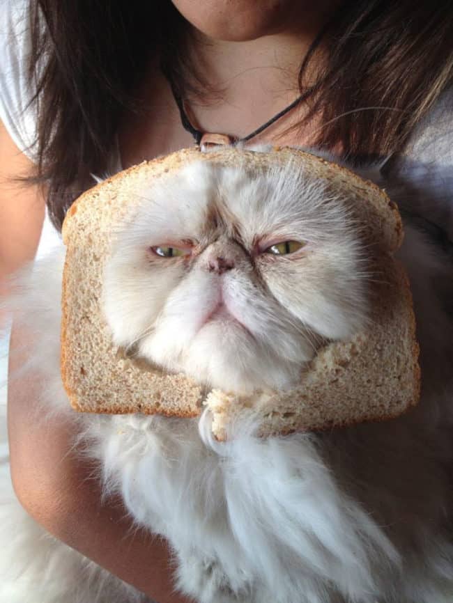 Animals Stuck In Bread, Because That's Where We're At In 2020