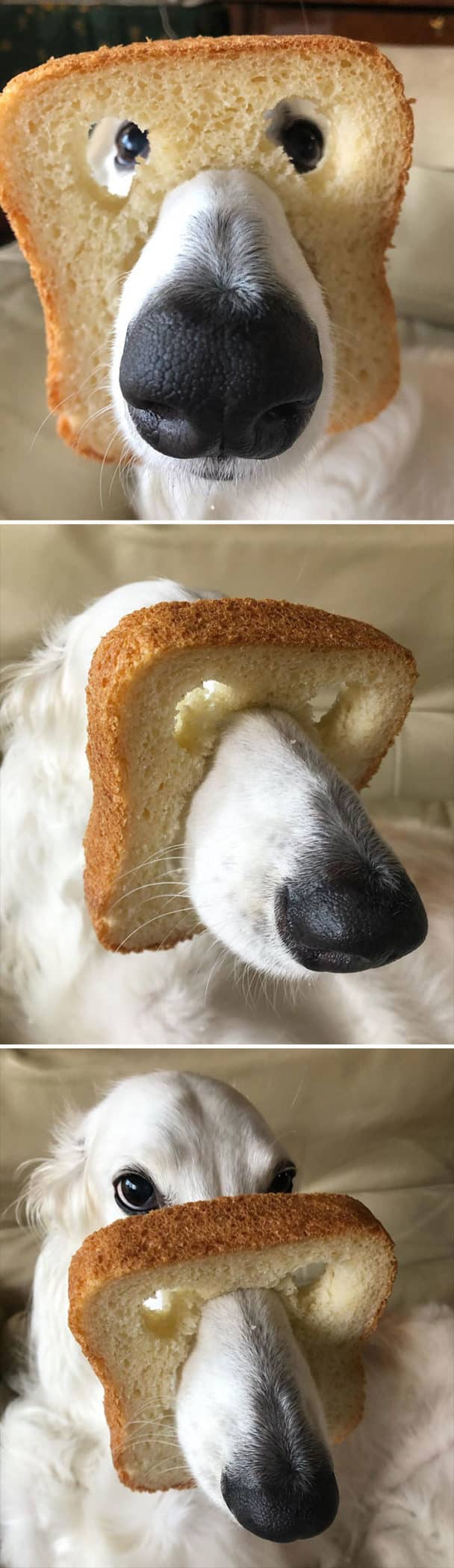 Animals Stuck In Bread, Because That's Where We're At In 2020