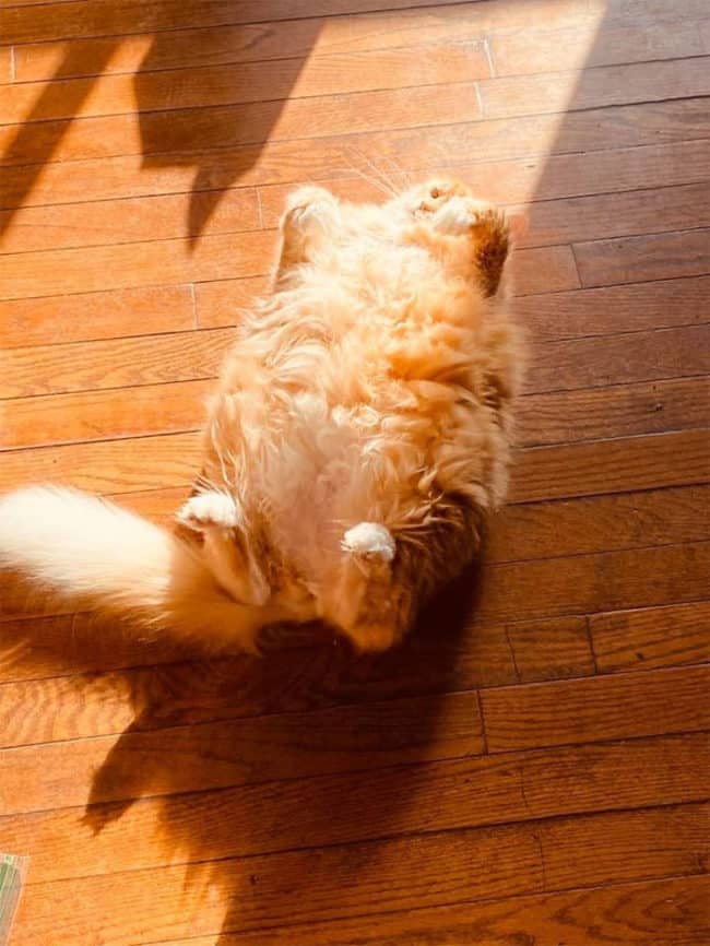 The Sunbeam Is The Sweet Spot (30 Sunbathing Pets)