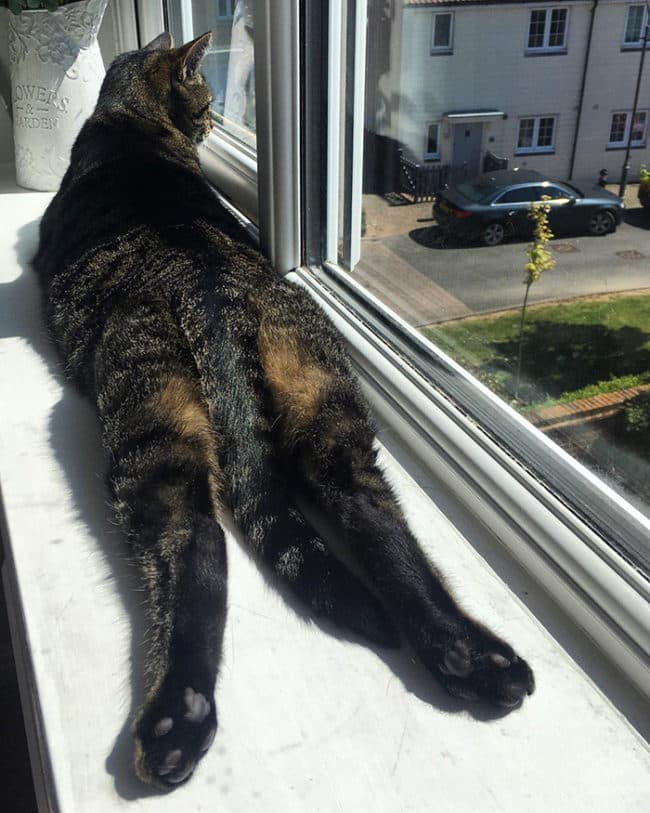 The Sunbeam Is The Sweet Spot (30 Sunbathing Pets)