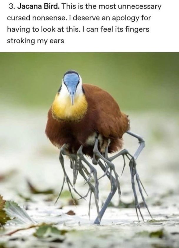 Tumblr Answers The Question "Why Are Birds So Cursed?" (12 Pics)
