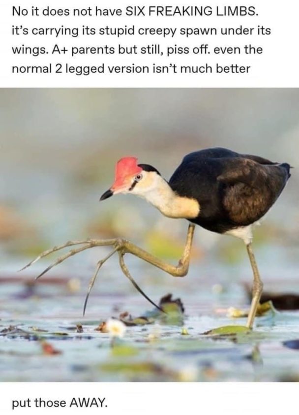 Tumblr Answers The Question "Why Are Birds So Cursed?" (12 Pics)