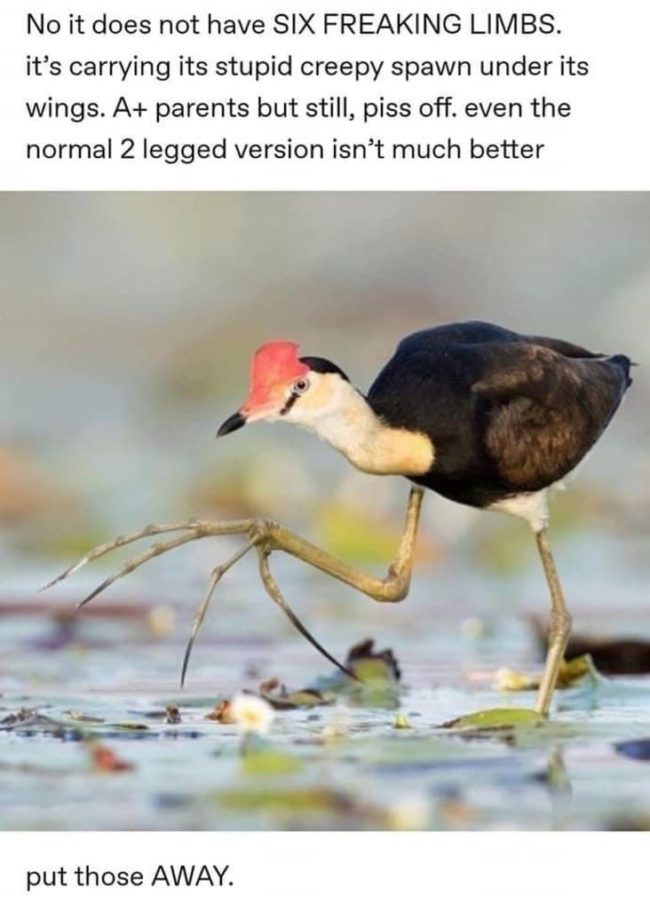 Tumblr Answers The Question "Why Are Birds So Cursed?" (12 Pics)