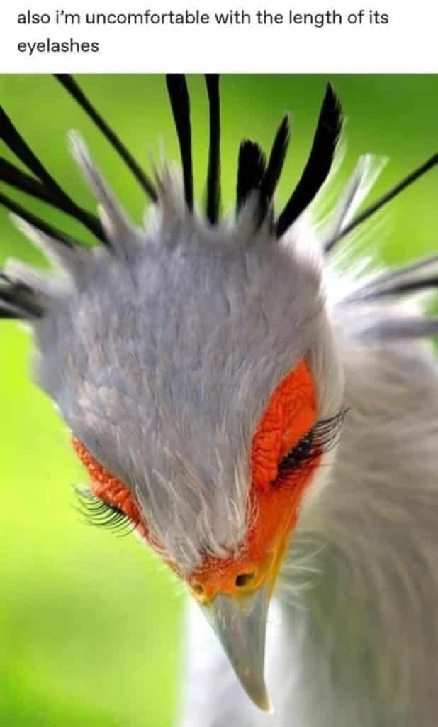 Tumblr Answers The Question "Why Are Birds So Cursed?" (12 Pics)