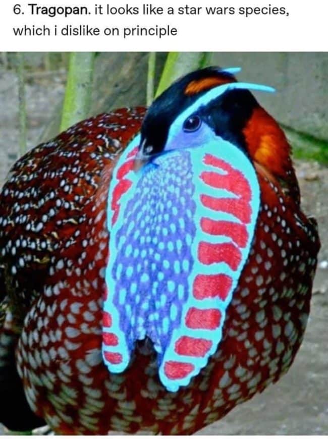 Tumblr Answers The Question "Why Are Birds So Cursed?" (12 Pics)