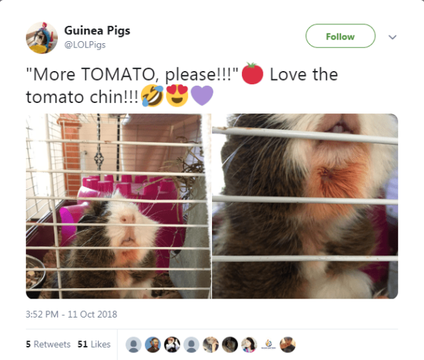 Guinea Pig Memes Almost As Cute And Funny As Guinea Pigs