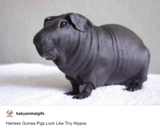 Guinea Pig Memes Almost As Cute And Funny As Guinea Pigs