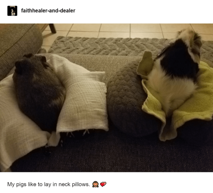 Guinea Pig Memes Almost As Cute And Funny As Guinea Pigs