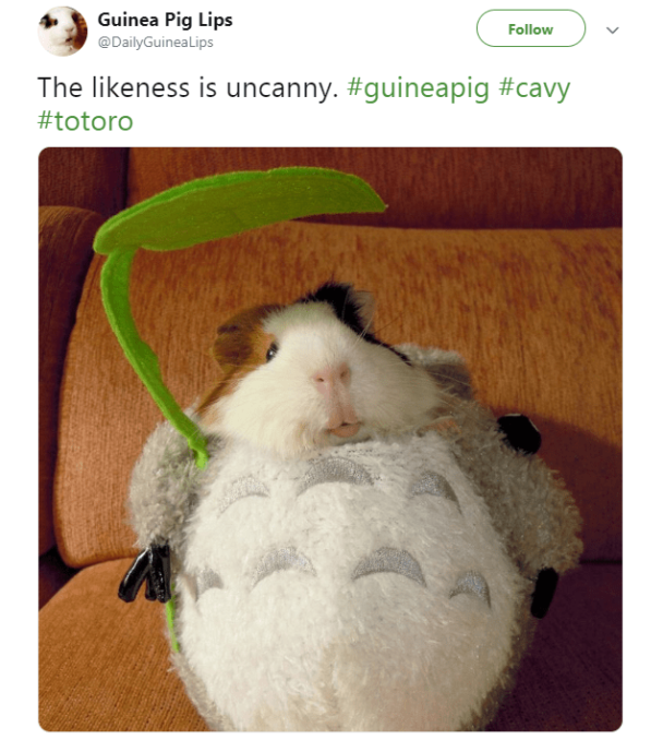 Guinea Pig Memes Almost As Cute And Funny As Guinea Pigs