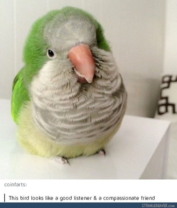 Bird Tumblr Is Alive, Well, And Got Some Pretty Good Jokes