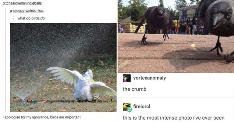 Bird Tumblr Is Alive, Well, And Got Some Pretty Good Jokes