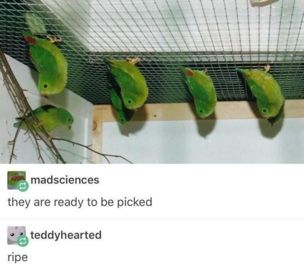 Bird Tumblr Is Alive, Well, And Got Some Pretty Good Jokes
