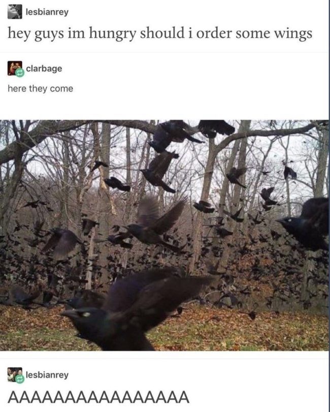 Bird Tumblr Is Alive, Well, And Got Some Pretty Good Jokes