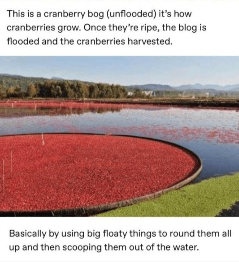 Wolf Spiders Of The Cranberry Bog: A Tumblr Thread