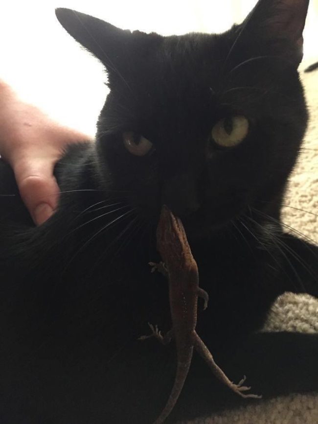 Cats & Lizards Have A Complicated Relationship (33 Pics)