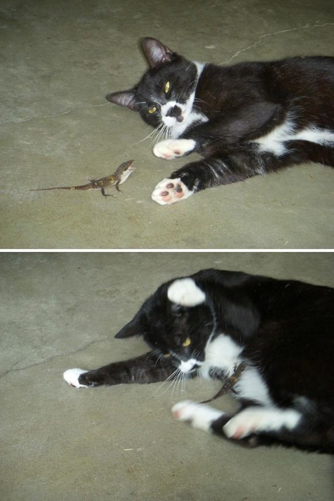 Cats & Lizards Have A Complicated Relationship (33 Pics)