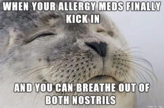 Seasonal Allergy Memes Are Nothing To Sneeze At (25 Memes)