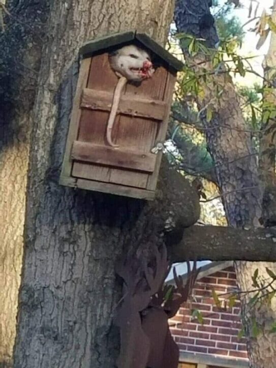 Crap Wildlife Photography Is So Crappy It's Actually Amazing (50 Pics)