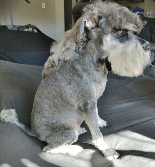 Owners Are Giving Their Dogs Mullets And I Can't Tell If It's Good Or ...